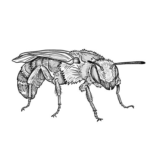 The Scissor Bee