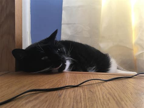 Our Delightfully Chubby Old Lady Is Well And Truly Over The Heatwave We Are Having In The Uk