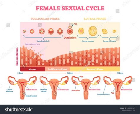 Ovulation Process Video