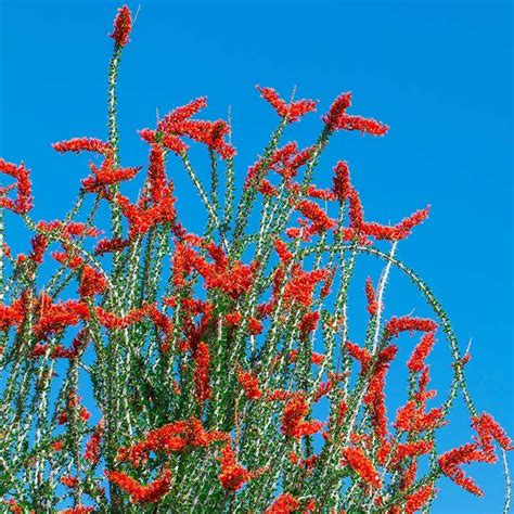 Ocotillo Plant Dormant