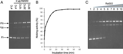 Relst3 Harbours Nicking Activity In All Assays 200 Ng Of Pbr322 Orit Download Scientific