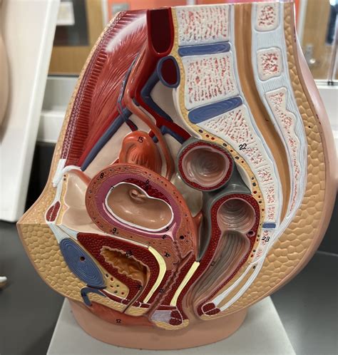 Bio201 Lab Practical 3 Female Reproductive System Diagram Quizlet