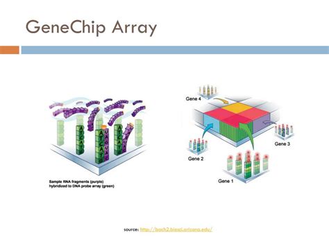 Ppt Affymetrix Genechip Array Station Powerpoint Presentation Free