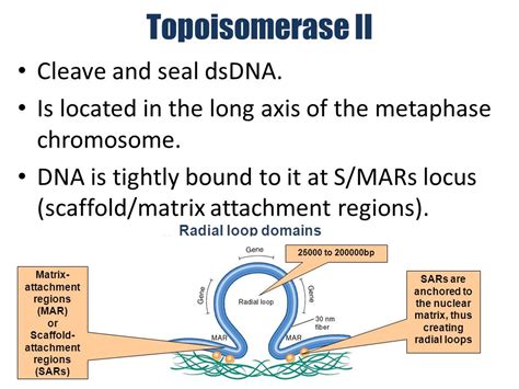Radial Loop Domains