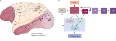 High Level Visual Processing Cognitive Influences Neupsy Key