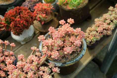 다육이 이름 알아가는 방법 네이버 블로그