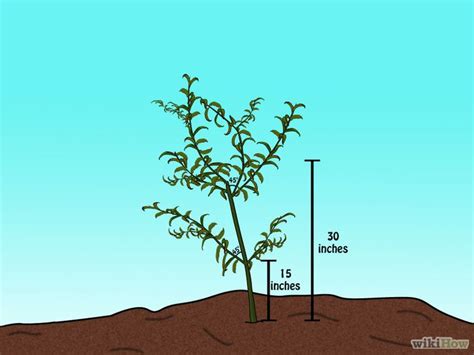 3 Ways To Prune A Peach Tree Wikihow Pruning Peach Trees Peach