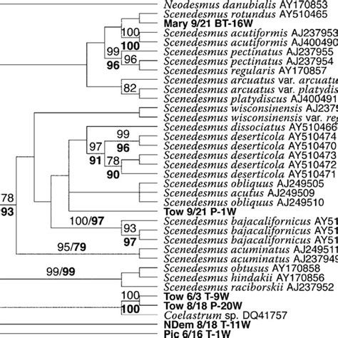 Majority Rule Consensus Tree 3 Most Parsimonious Trees Derived From