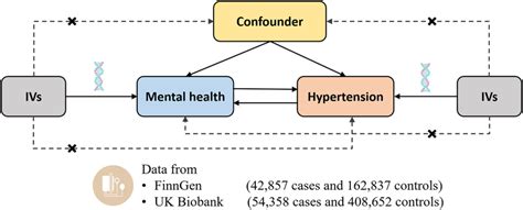 Design Of The Current Two Sample Mendelian Randomization Study Three