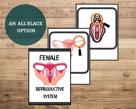 Female Reproductive System Flashcards Female Human Anatomy Busy Book Flashcards Human Anatomy