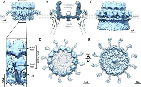Subtomogram Averaging Of The Crown Structure Reveals Important New Download Scientific Diagram