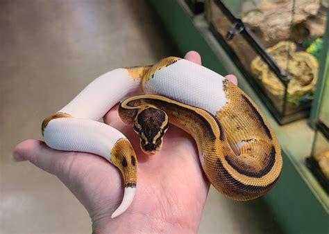 Python Regius Ball Python Pied Medium White Female 2 Ball
