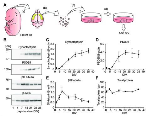 Primary Culture Of Hippocampal Cells A Schematic Diagrams Of Primary Download Scientific