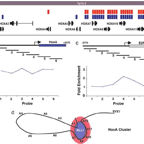 Identification Of Mll1 And Pol Ii Bound Regions A C Single Array Download Scientific Diagram