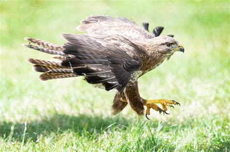 What Is Buzzard