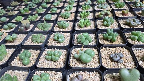 12월1일 1부 5천원부터 시작해보세요 초보님들 어서들오세요 Youtube