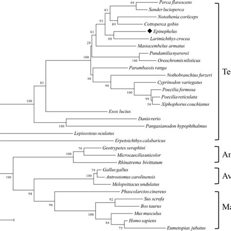 The Neighbor Joining Phylogenetic Dendrogram Showing Relationships