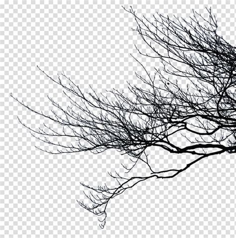 Branch Tree Branches Transparent Background PNG Clipart HiClipart