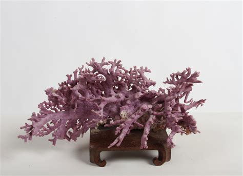 Rare California Purple Coral Specimen Allopora Californica On Asian