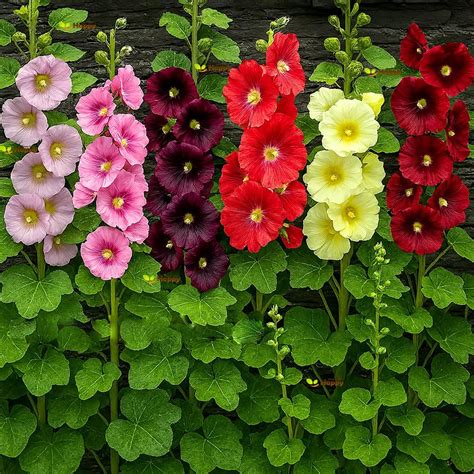 Hollyhock Single Mix 150 Seeds Plant Tag Freebie Tall Flower