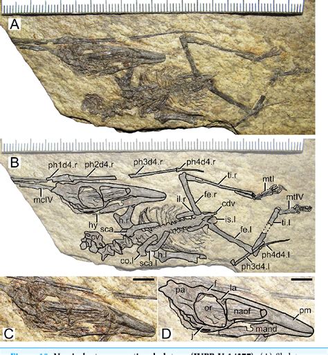 Figure 18 From A Taxonomic Revision Of The Sinopterus Complex