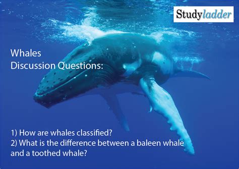 Whale Classification Studyladder Interactive Learning Games