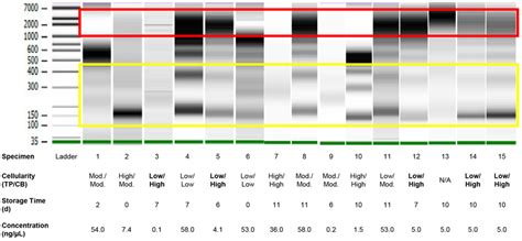 Quality Assessment Of Dna Of Variable Quantity Extracted Directly From