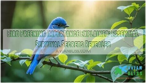 Bird Preening Importance Explained Essential Survival Secrets Revealed