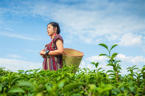 아름다운 아시아 여자 수확 차 잎 에 아침에 차의 분야에서 차 잎 잎차에 대한 스톡 사진 및 기타 이미지 잎차 차 작물