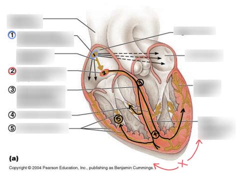 Intrinsic Conduction System Diagram Quizlet