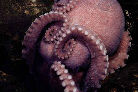 Four New Octopus Species Discovered By Deep Sea Submersible Sciencex