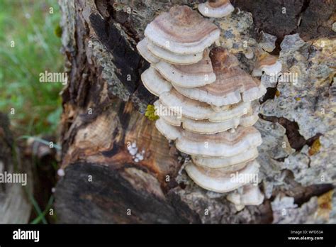 Mushrooms And Bark On The Tree In Early Spring Stock Photo Alamy