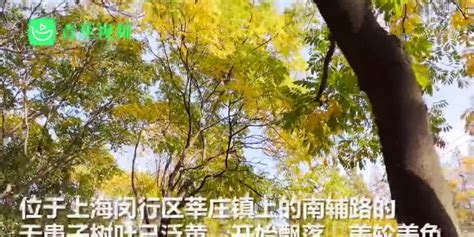 大片即视感上海落叶不扫景观道进入最佳观赏期 手机新浪网
