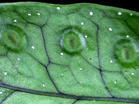 Microsorum Pustulatum The University Of Auckland