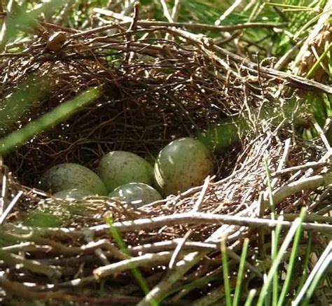 20 Birds With Blue Eggs In North America Bird Feeder Hub