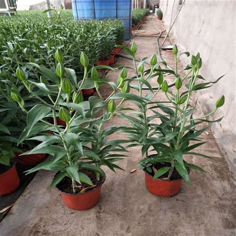 百合苗 百合花盆栽苗 图片 花期 黄白色白色 花境植物基地 绿宝园林网