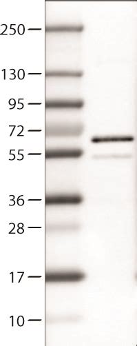 Mouse Monoclonal Anti Runx2 Antibody Buy For Research Highly Specific Rigorously Validated