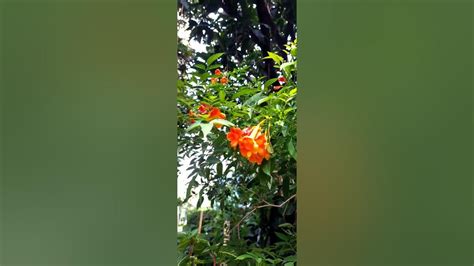 Chinese Almanda Youtube