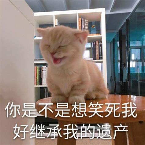 來一波貓咪錶情包坐穩了別被萌翻 每日頭條