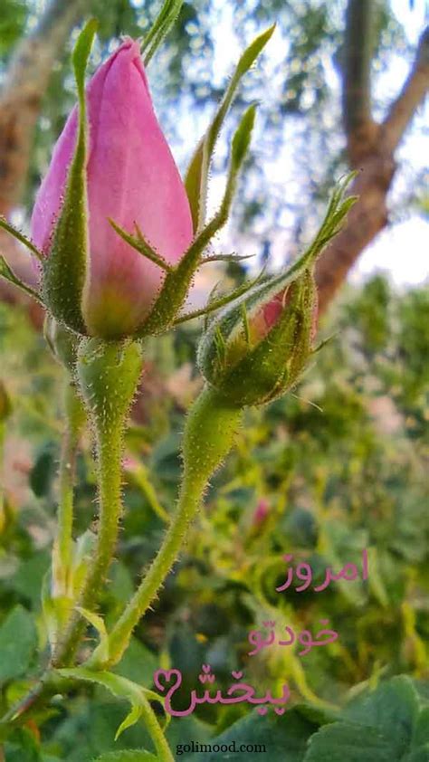 عکس گل محمدی برای پروفایل ” 2024 غنچه و بازشده در طبیعت زیبا در رنگ