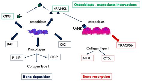 Association Between Bone Turnover Markers And Fracture Healing In Long