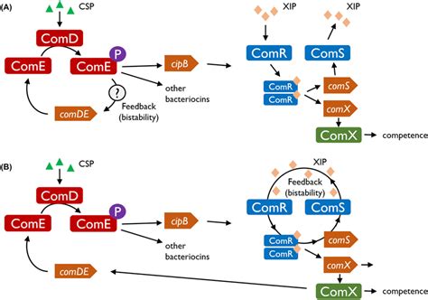 Two Models For Induction Of A Bimodal Distribution In The Expression Of Download Scientific