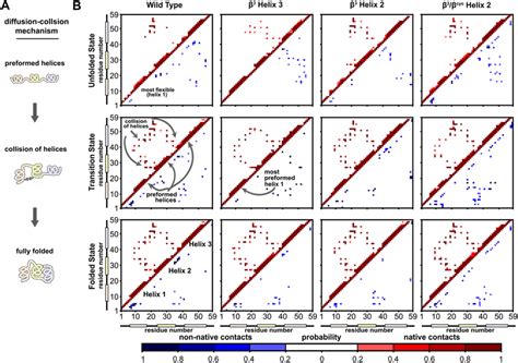 Folding Simulations Of Bdpa And All Three Variants Support A Download Scientific Diagram