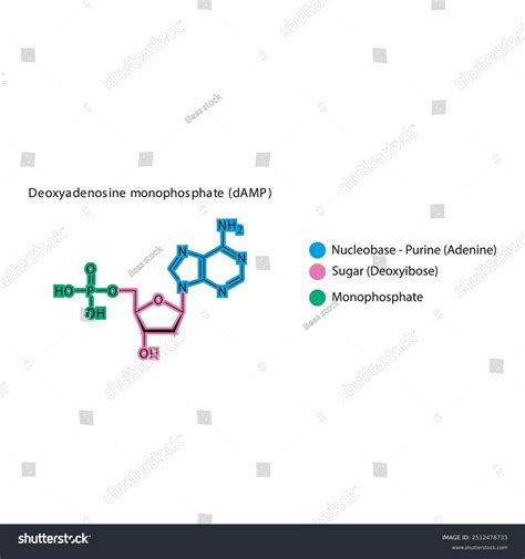 24 Damp Nucleotide Stock Vectors And Vector Art Shutterstock