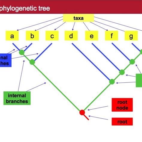 A Model Phylogenetic Tree Showing Nodes Branches And Taxa Download Scientific Diagram
