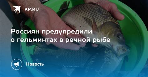 Россиян предупредили о гельминтах в речной рыбе Kp Ru