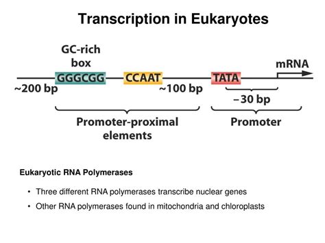 Ppt Promoter Sequences From 10 Bacteriophage And Bacterial Genes Powerpoint Presentation Id