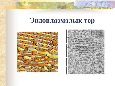 Жасуша және жасушалық емес құрылым Плазмолемма Органеллалар Қосындылар презентация онлайн