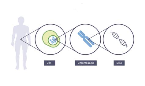 Biology Paper 1 Inheritance Selective Breeding Flashcards Quizlet