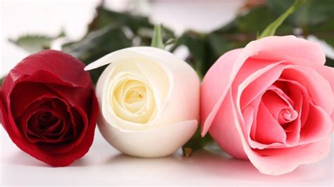 Beautiful Rose Hd Wallpapers Top Free Beautiful Rose Hd Backgrounds